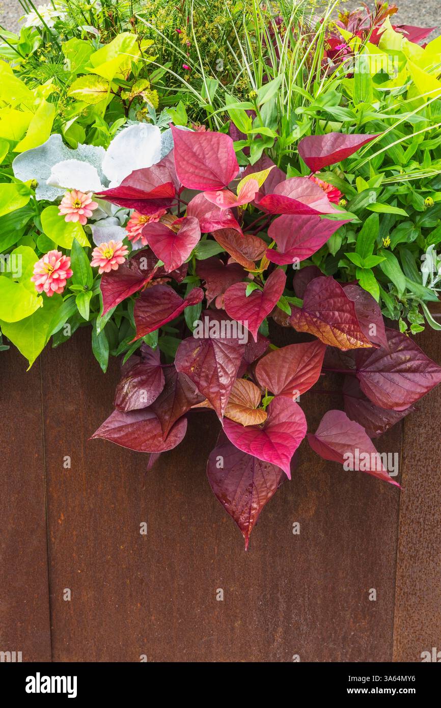 Mixed plants including Ipomoea 'Sweet Caroline' - Red Sweet Potato Vine ...