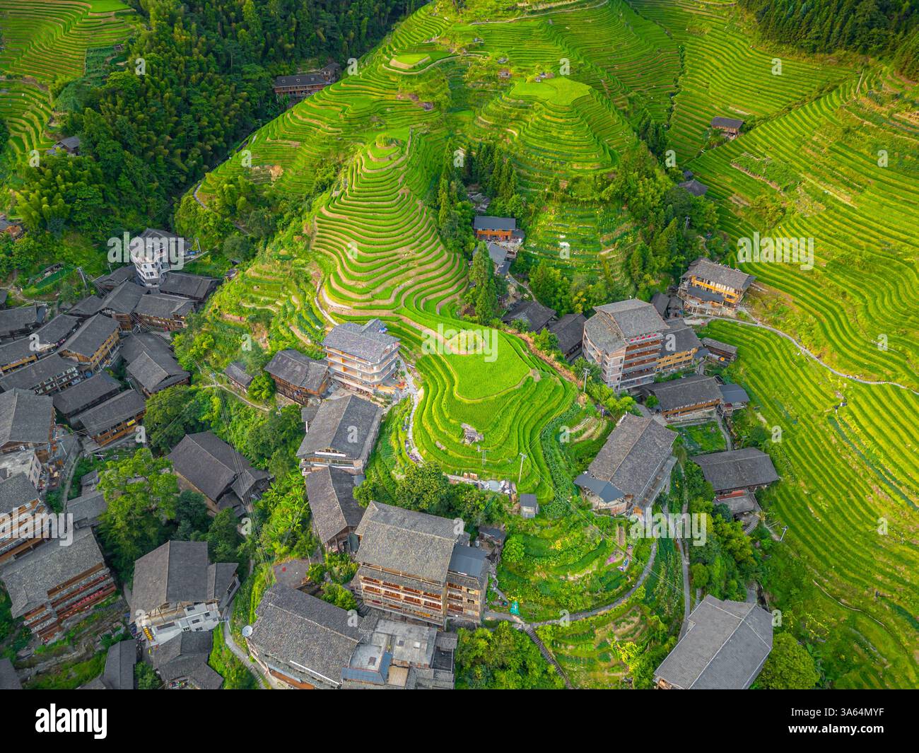 Aerial summer view of Longji Rice Terraces in China, lush green and ...
