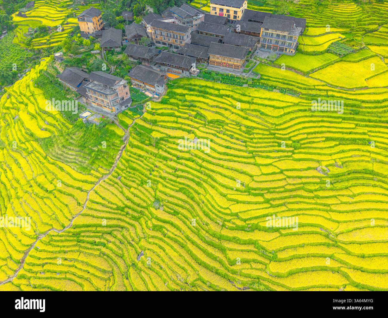 Aerial view of the countryside houses surrounded by yellow and green ...