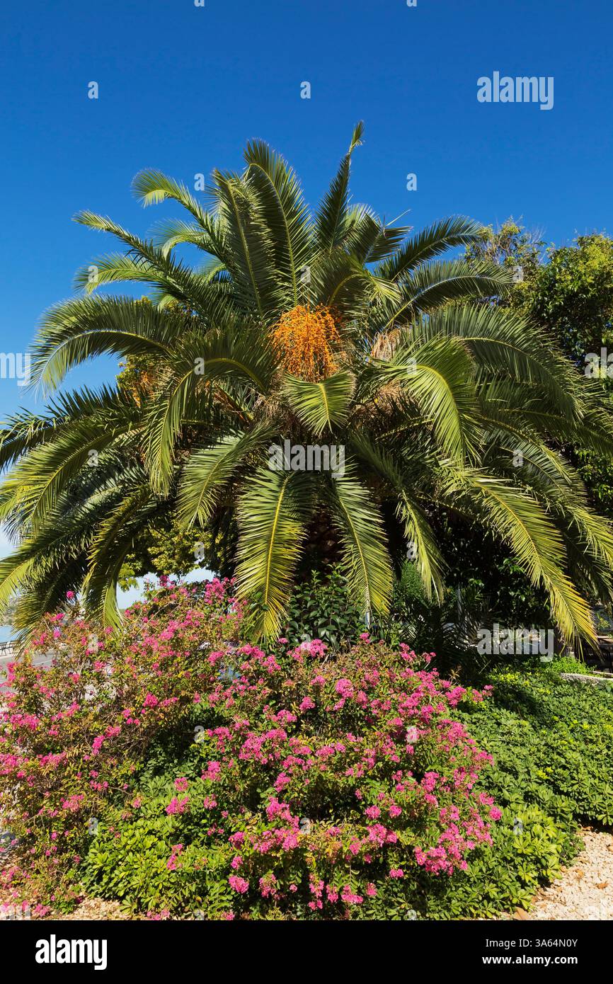 Pink Lagerstroemia indica - Crape Myrtle shrub and Date palm - Phoenix ...
