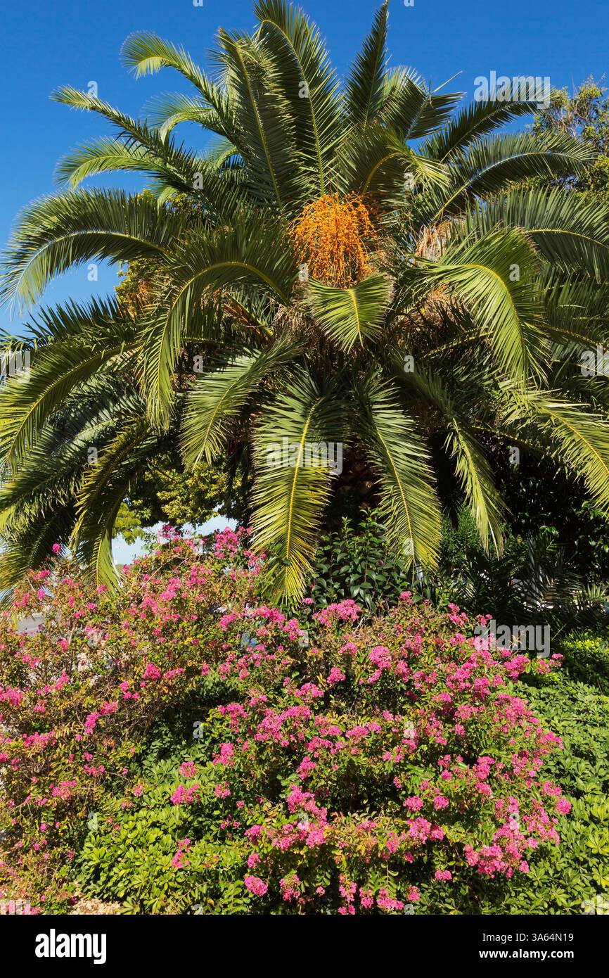 Pink Lagerstroemia indica - Crape Myrtle shrub and Date palm - Phoenix ...