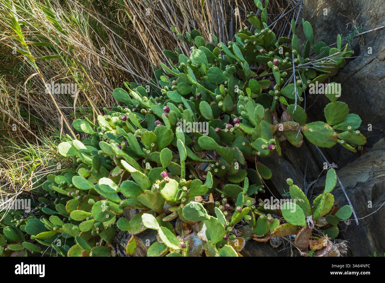 Opuntia ficus indica - Prickly Pear catcus growing on vertical rock ...