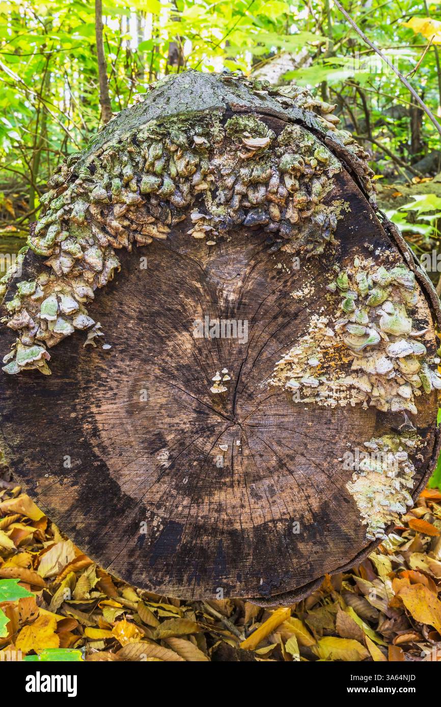 Large cut and decaying deciduous tree trunk covered with light tan and ...