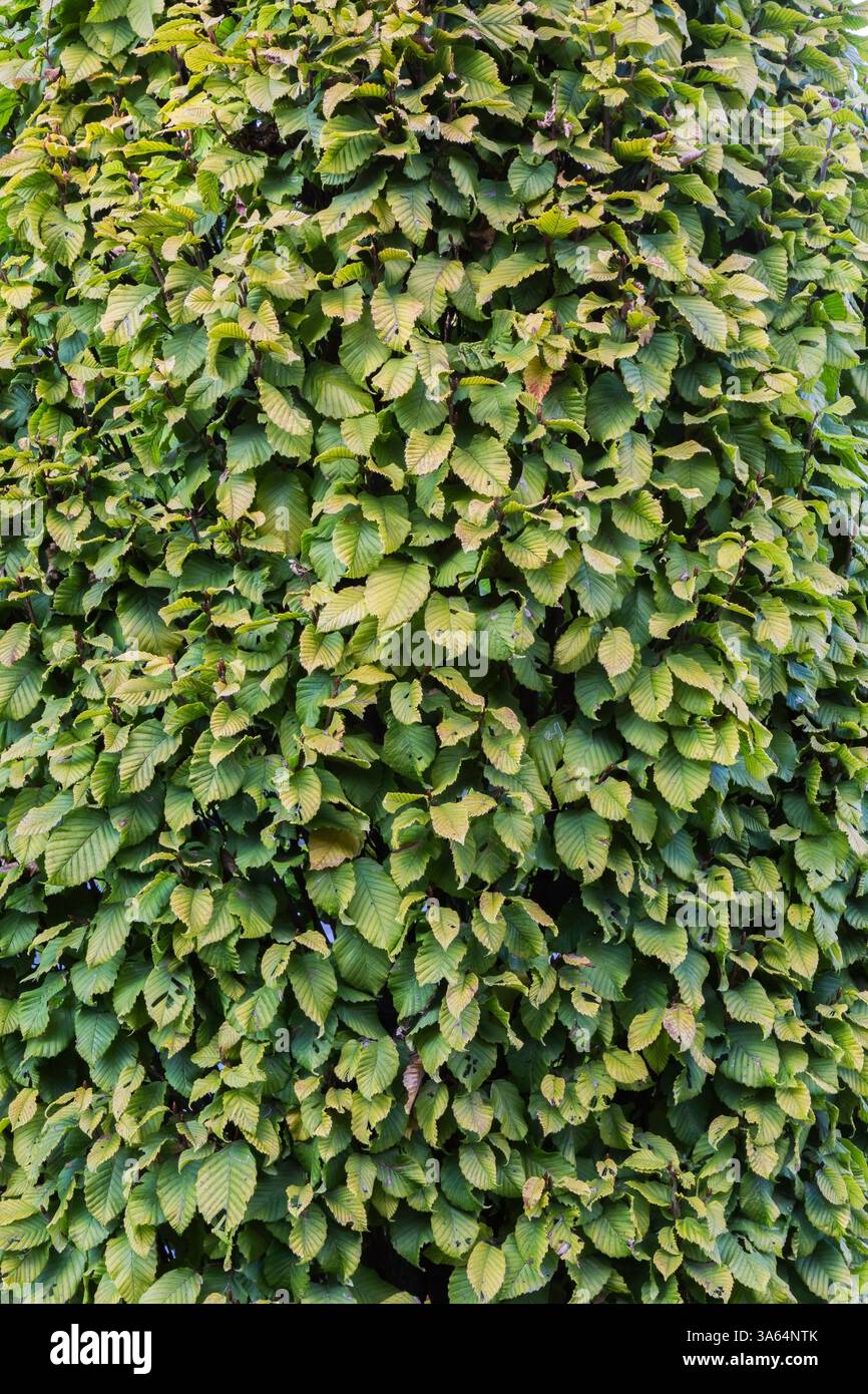 Carpinus betulus 'Columnaris Nana' - European Hornbeam tree leaves in ...