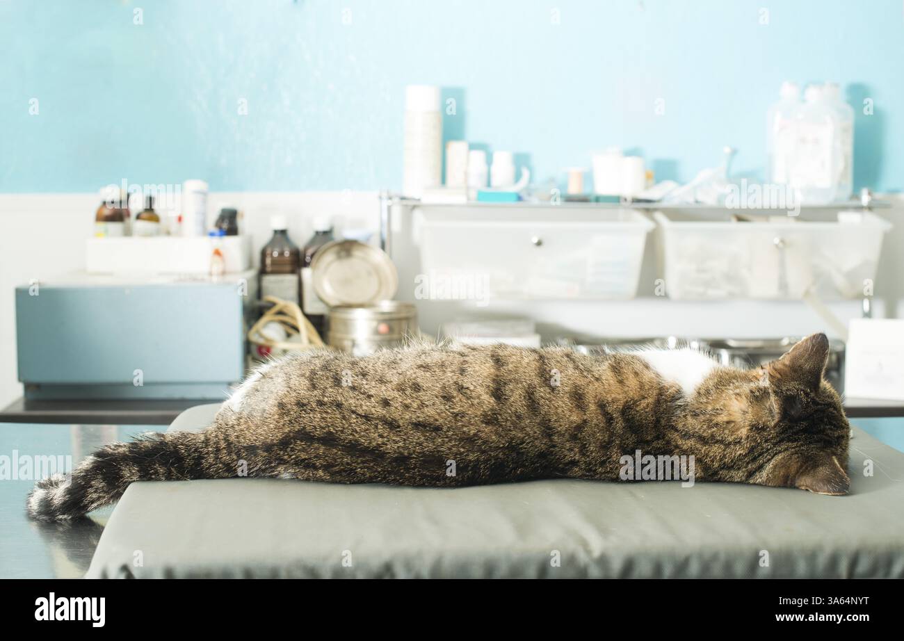 Cat anesthesia in veterinary Stock Photo - Alamy