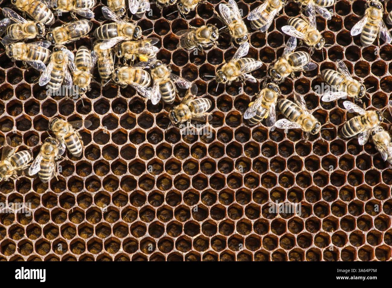Empty honeycombs beehive close hi-res stock photography and images - Alamy