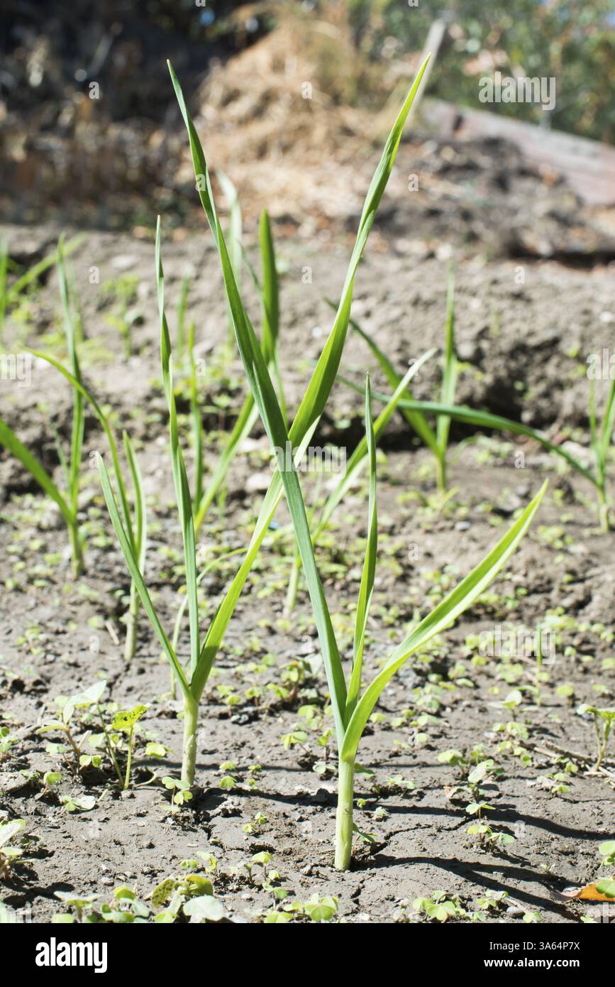 Fresh green garlic in plantation. Close up garlic Stock Photo - Alamy