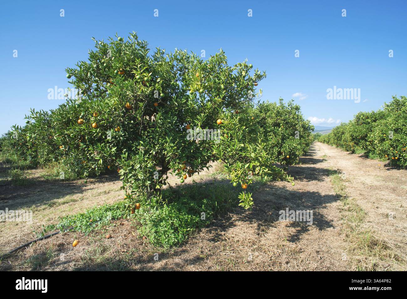 Orange trees in plantation. Agriculture trees Stock Photo - Alamy