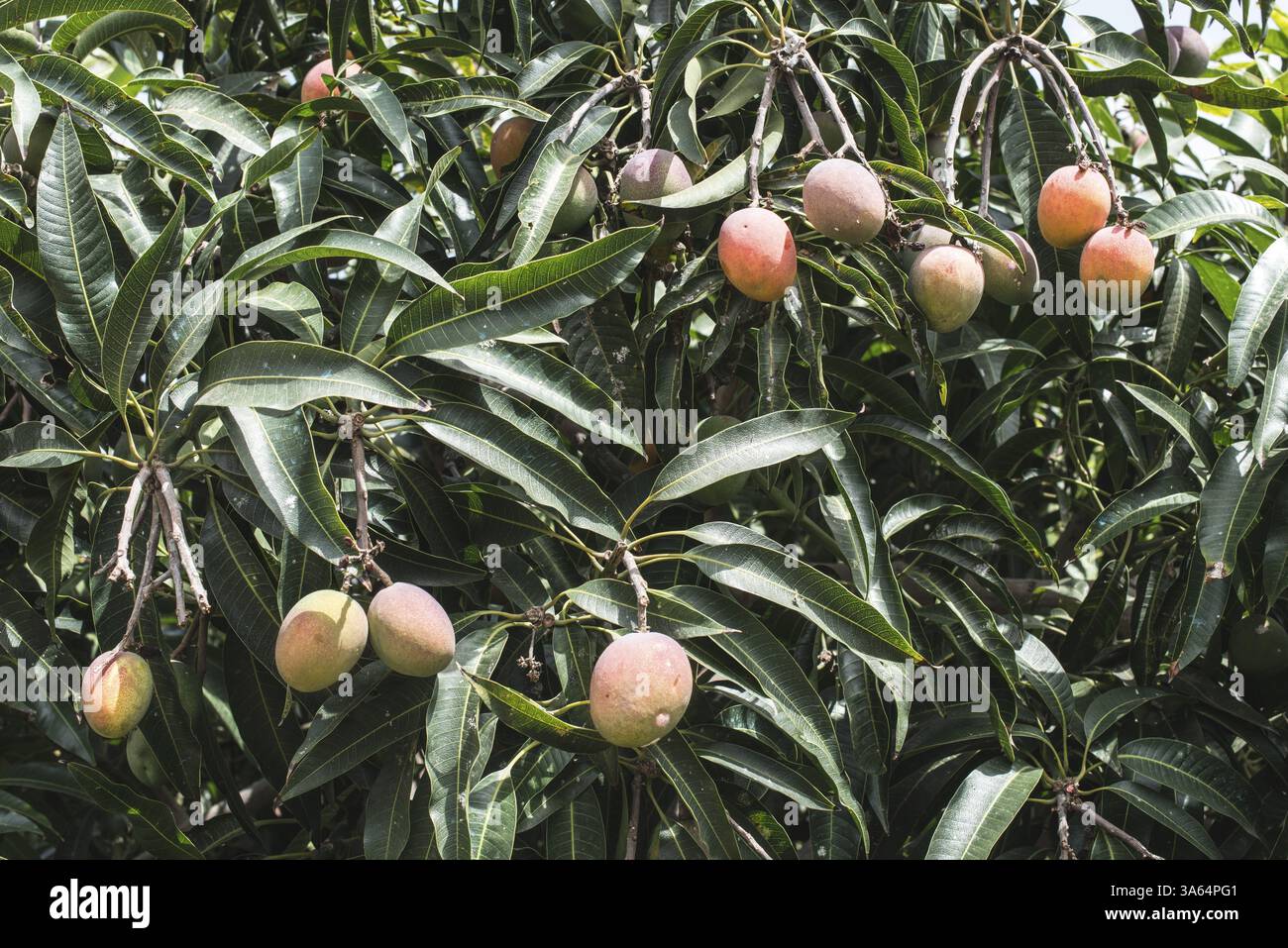 Closeup shot mango tree hi-res stock photography and images - Alamy