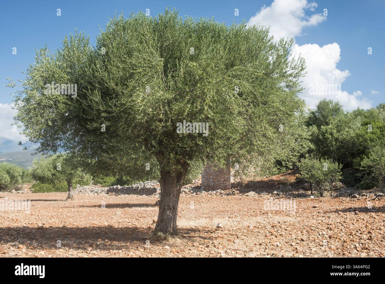 Olive trees in plantation. Agricultural land. Greece Stock Photo - Alamy