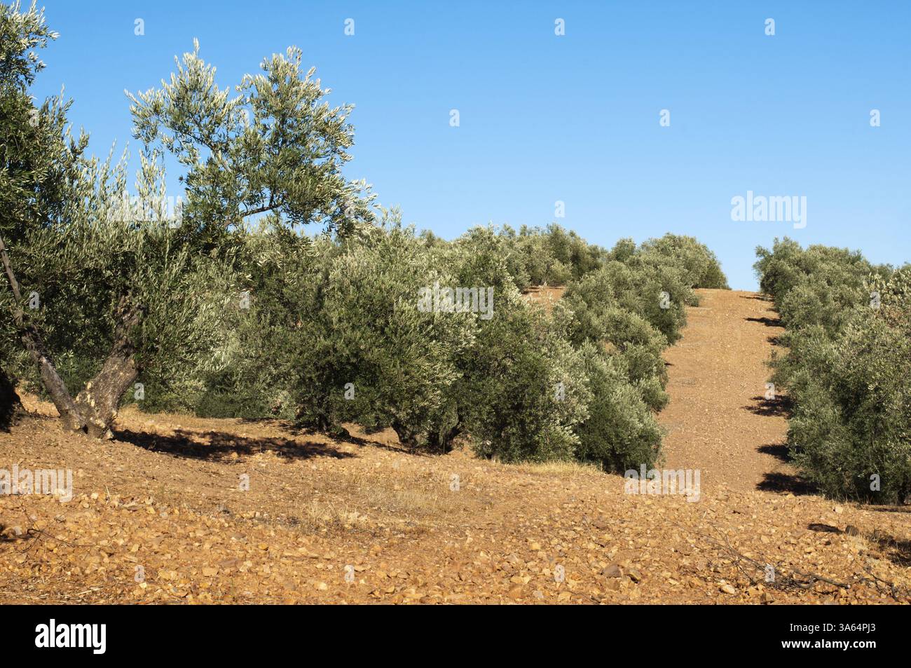 Olive trees in a row. Plantation and cloudy sky Stock Photo - Alamy