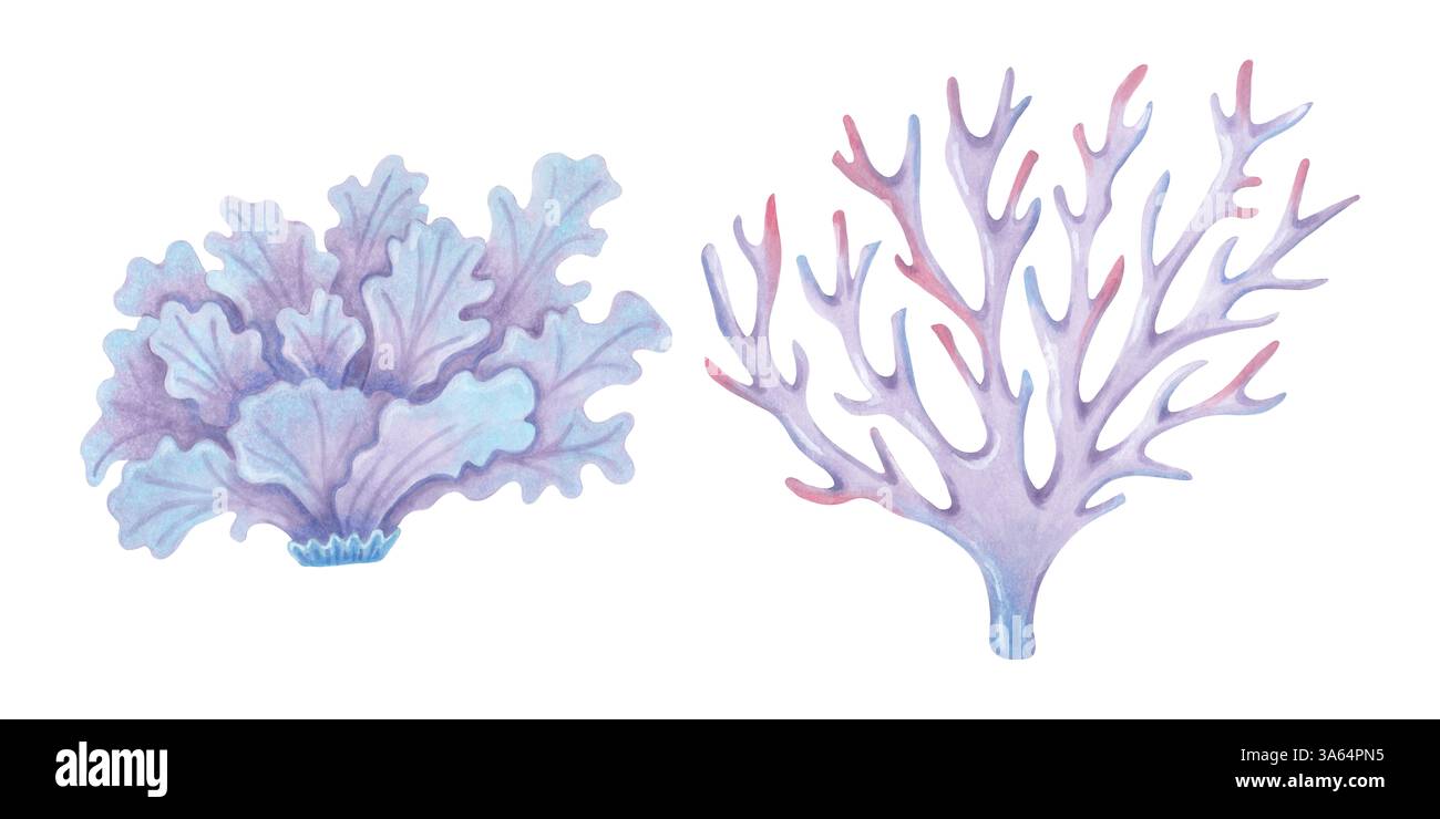 Branched and salad coral. Watercolor and marker illustrations. Ocean ...