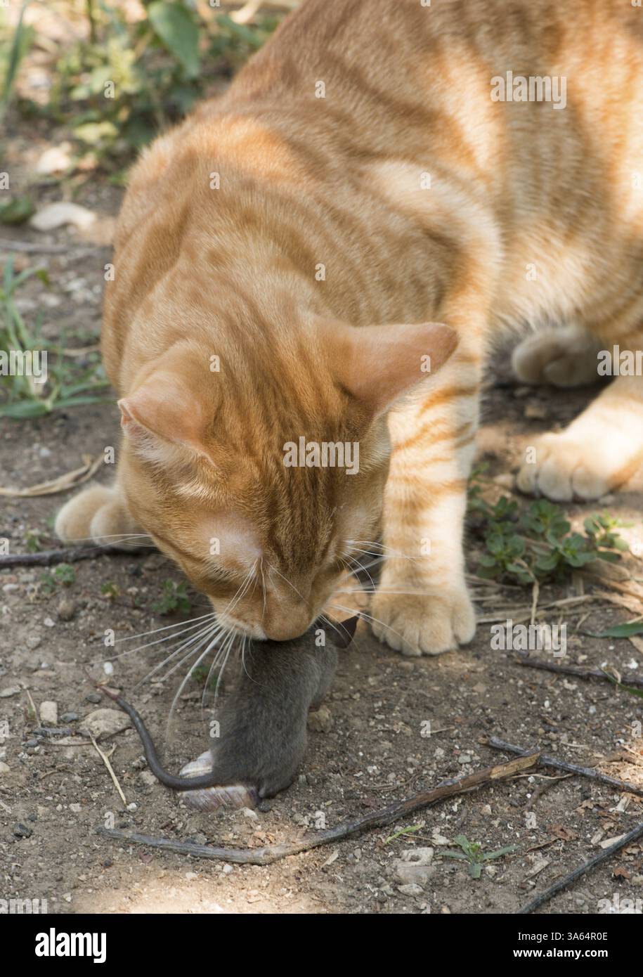 Cat and mouse in garden. Cat catching mouse Stock Photo - Alamy