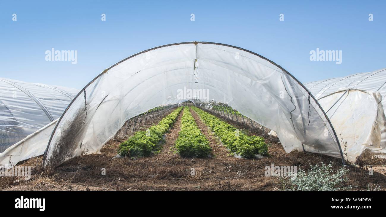 Empty strawberry greenhouse hi-res stock photography and images - Alamy