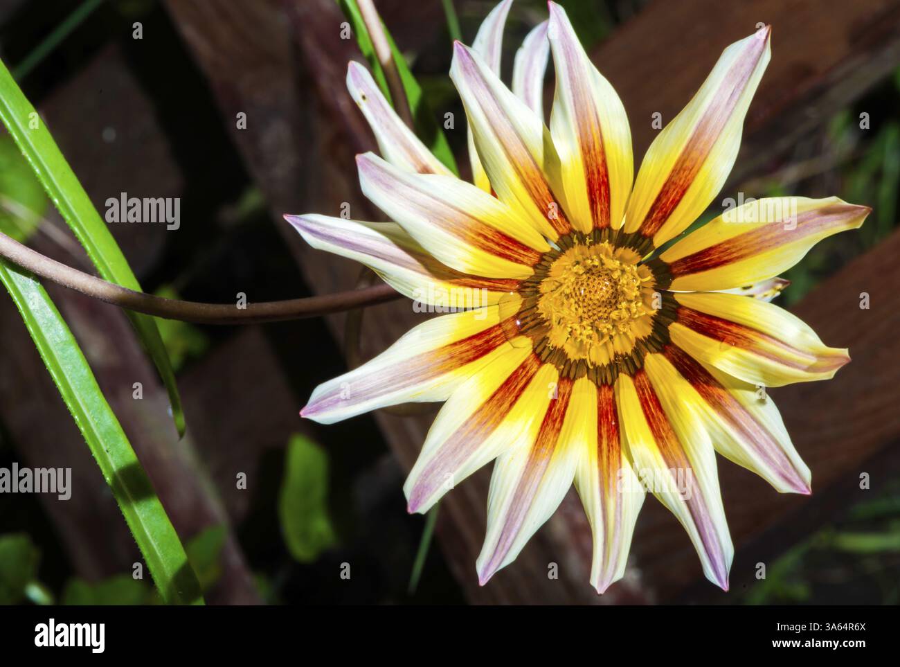 Red, white and yellow flower. Dark background Stock Photo - Alamy