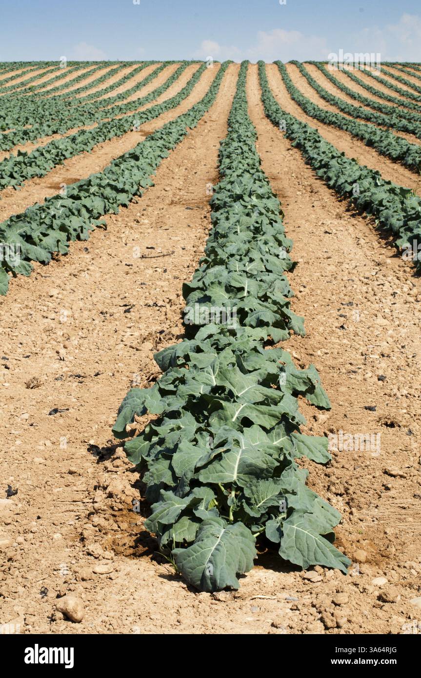 Cabbage plantation. Cabbage arranged in rows, clean soil Stock Photo ...