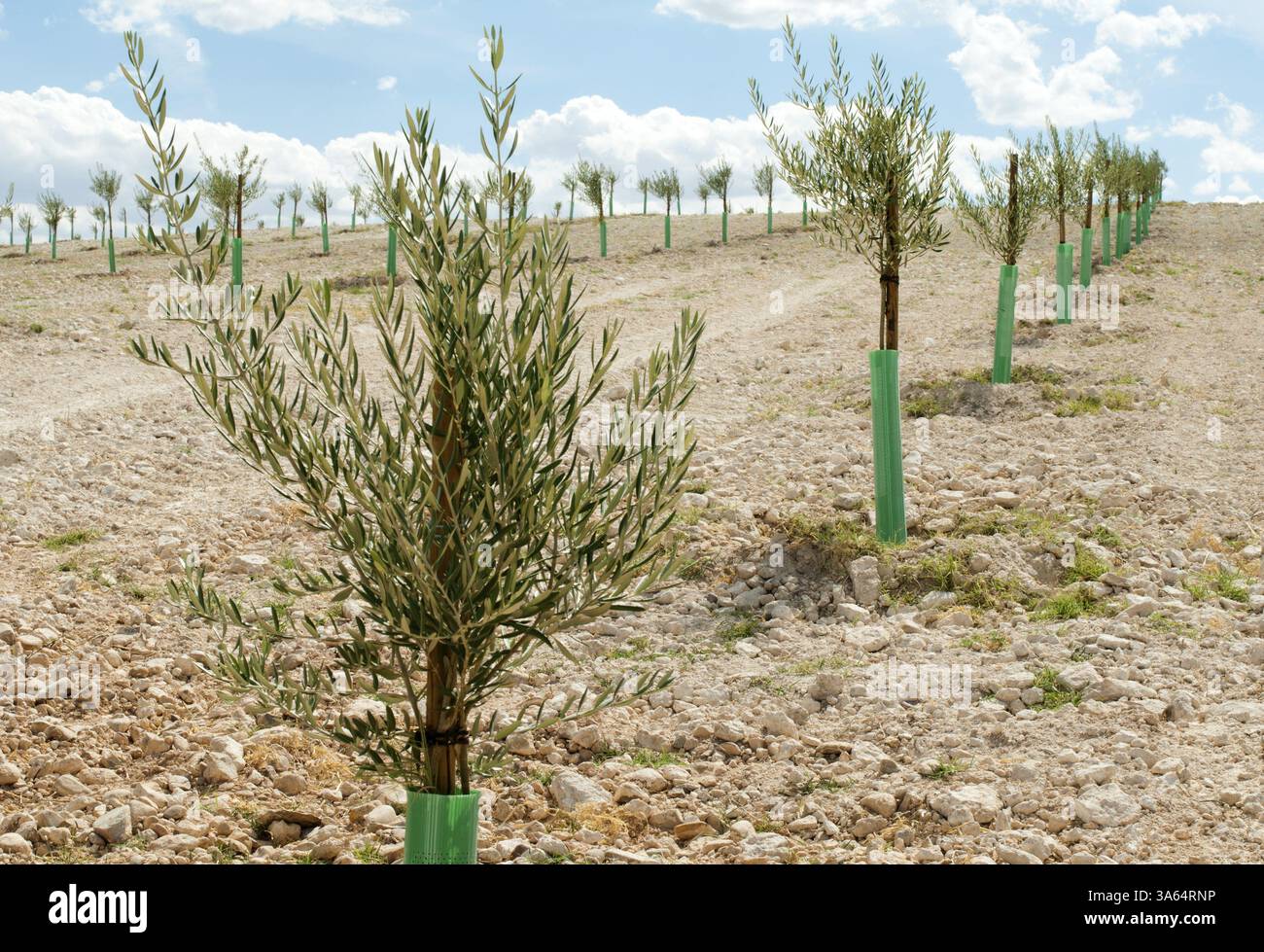 Small olive trees in a row. Yang olive plantation Stock Photo - Alamy