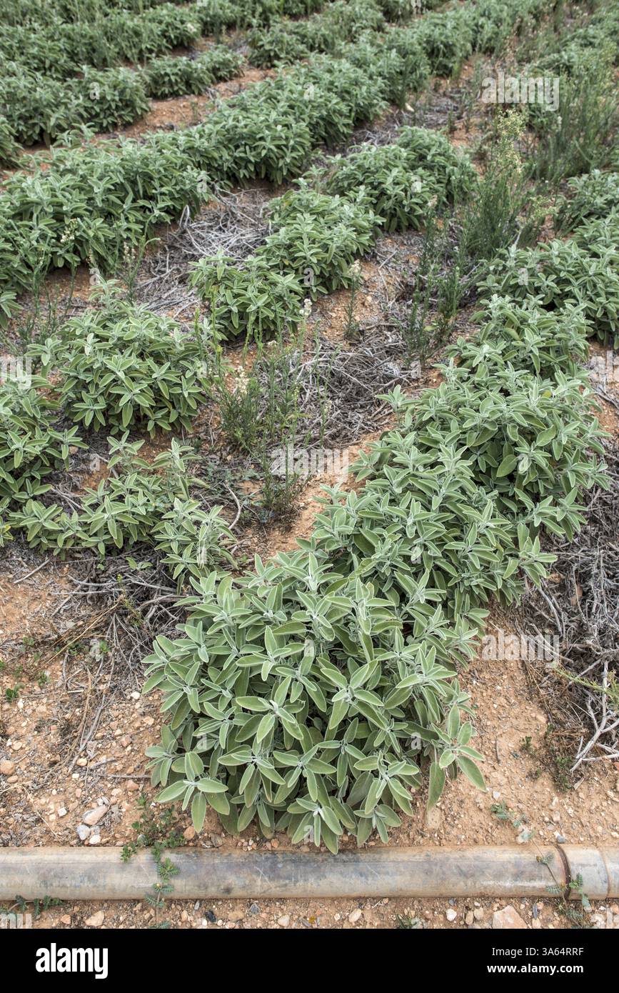 Sage spice plantations on a rows Stock Photo - Alamy