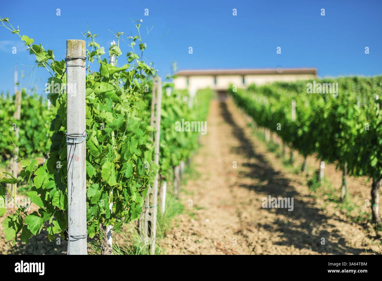 Vine plantations and farmhouse in Tuscany, Italy, Europe Stock Photo - Alamy