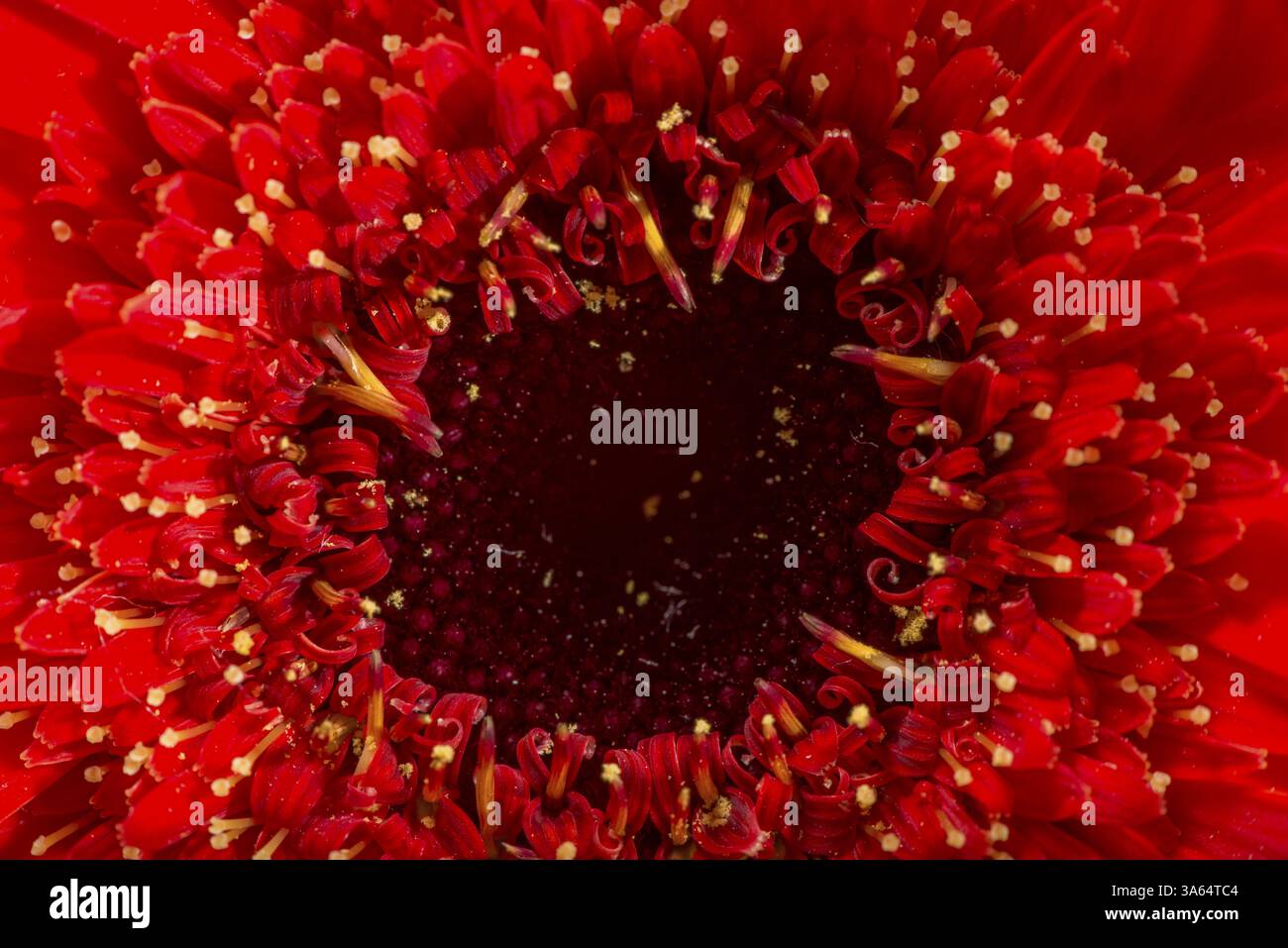 Flower bloom red hi-res stock photography and images - Alamy