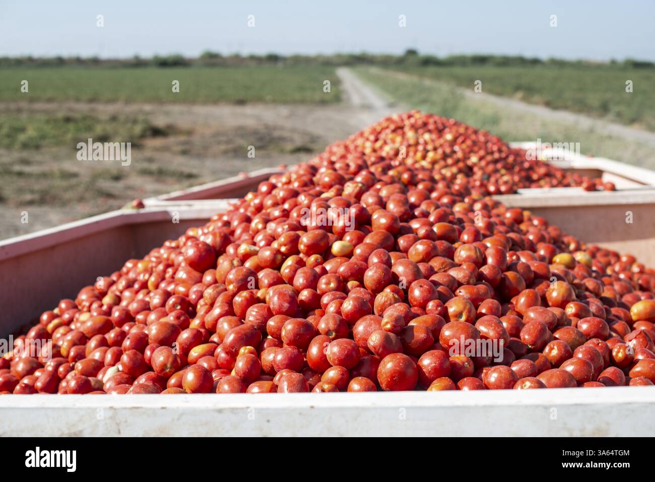 Harvester collects tomatoes in trailer. Close up pile tomatoes Stock ...