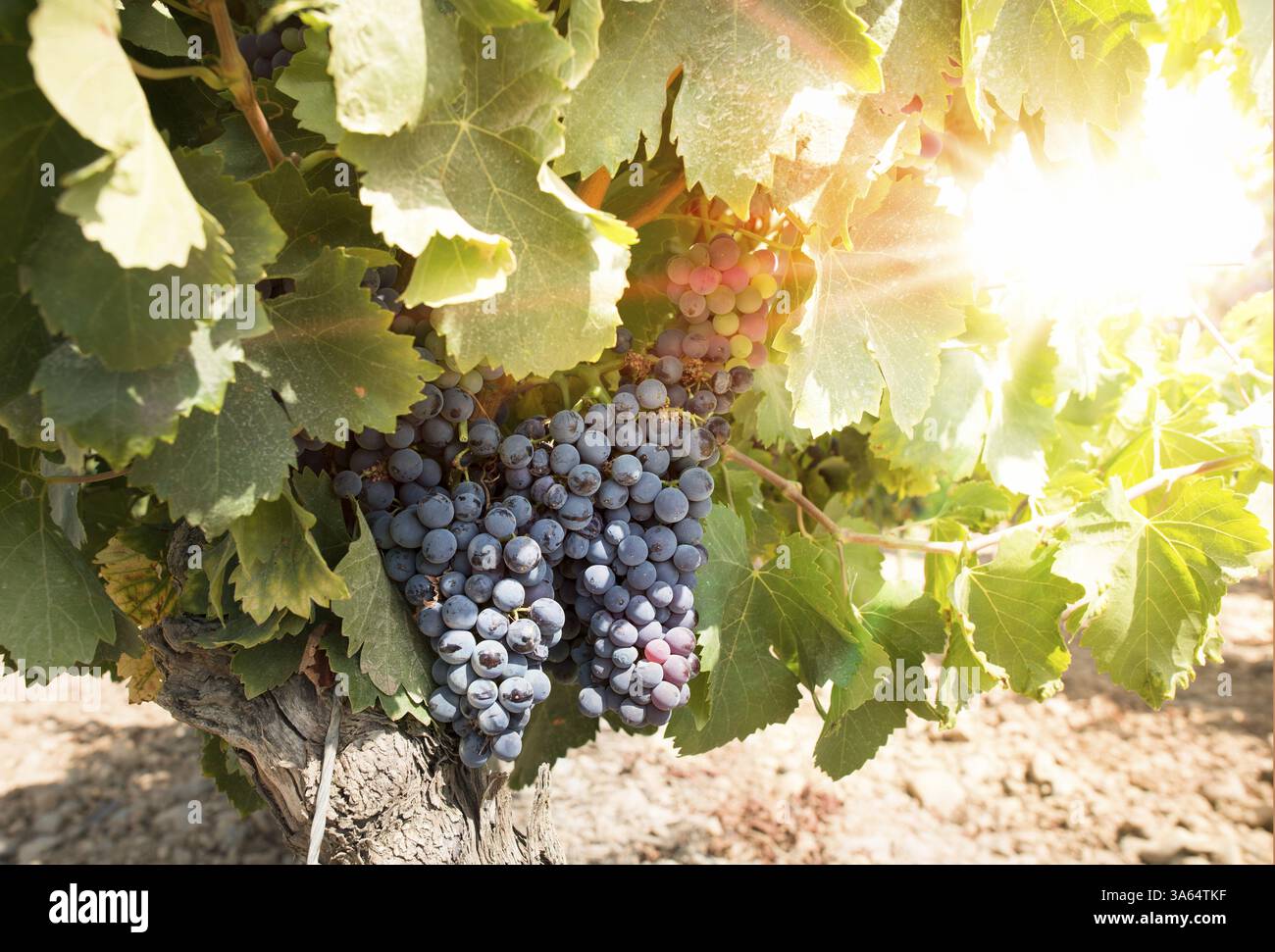Vineyards on sunset. Yellow red sun rays. Backlight sun Stock Photo - Alamy