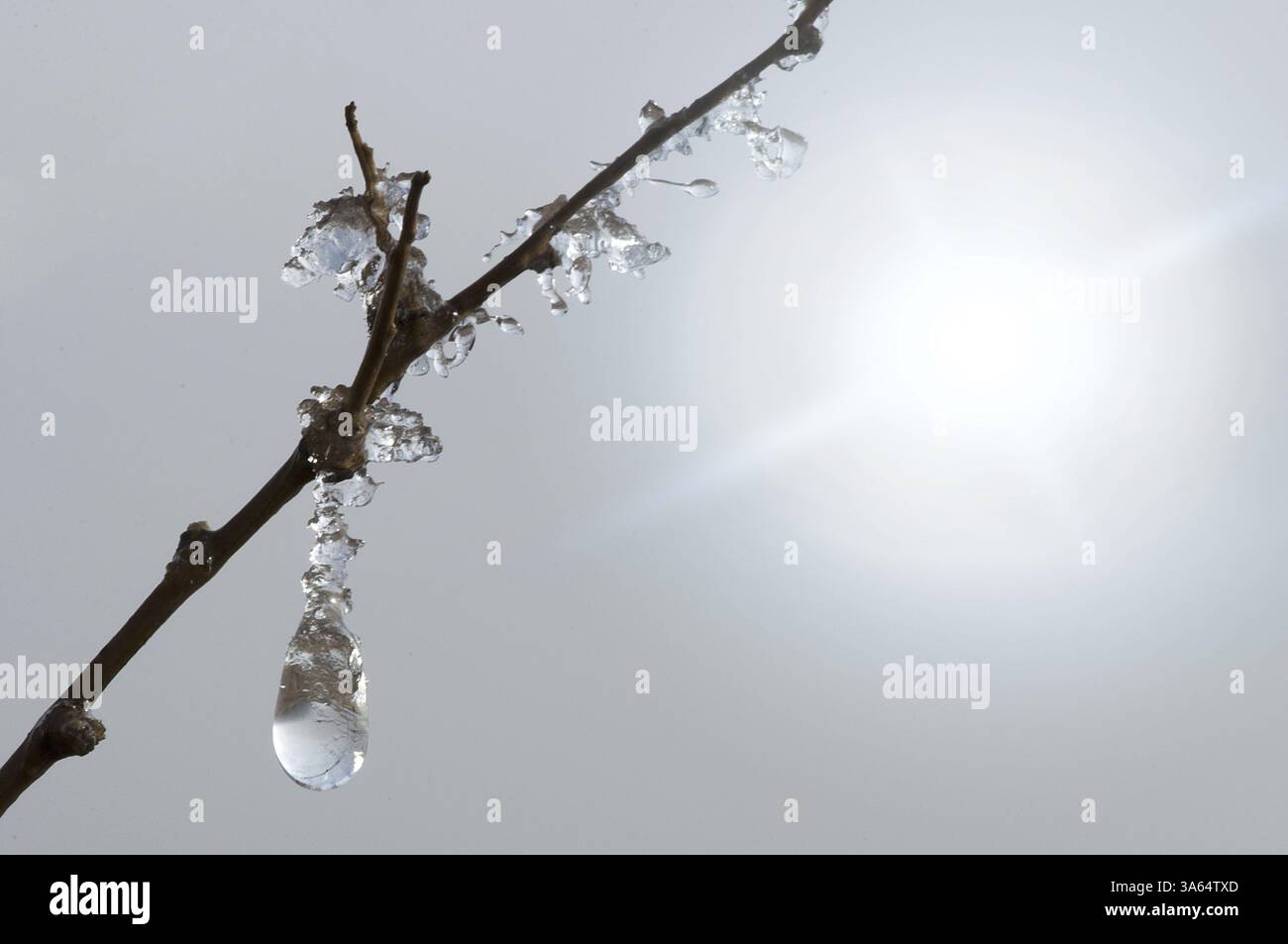 Empty tree branch on rainy hi-res stock photography and images - Alamy