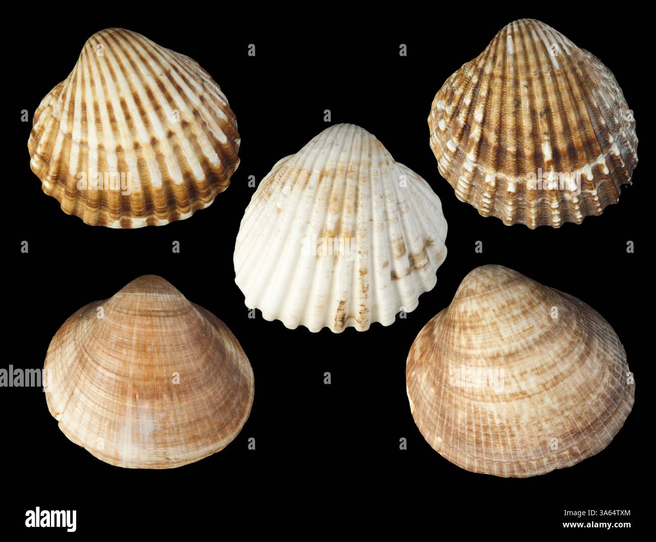 Clams shells black isolated Stock Photo - Alamy