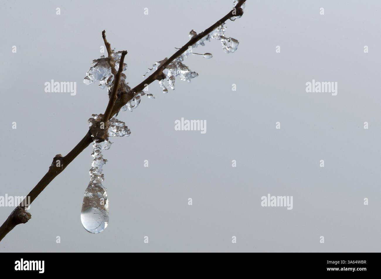 Frozen dew drops on a tree branch Stock Photo - Alamy