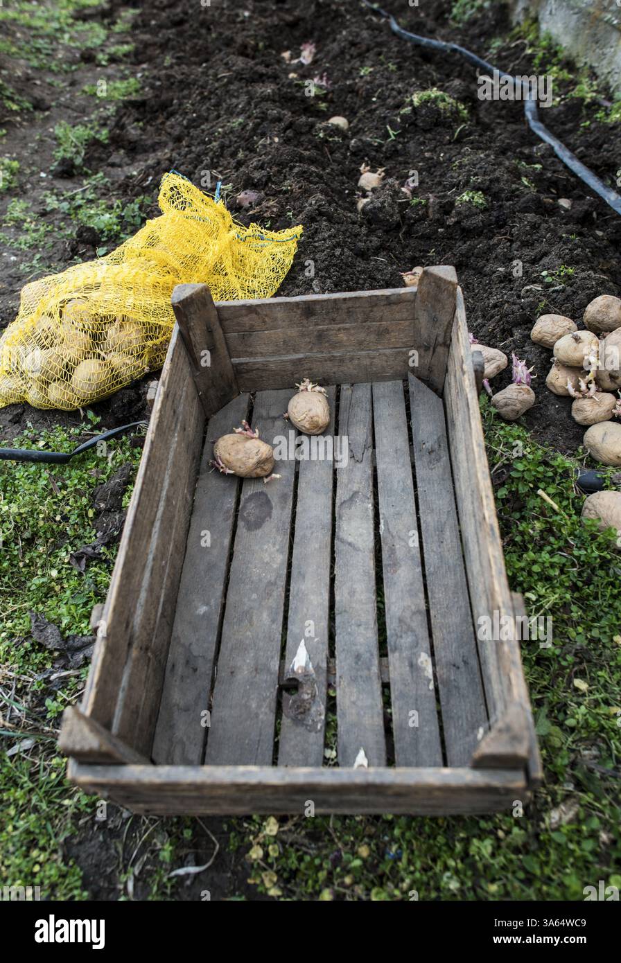Planting potatoes in small bio garden Stock Photo - Alamy