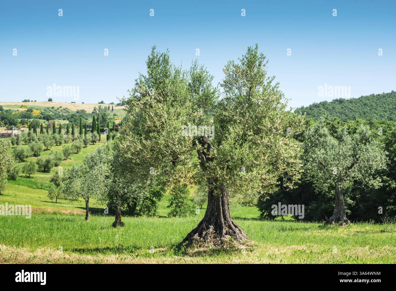 Olive tree in Italy, Tuscany Stock Photo - Alamy
