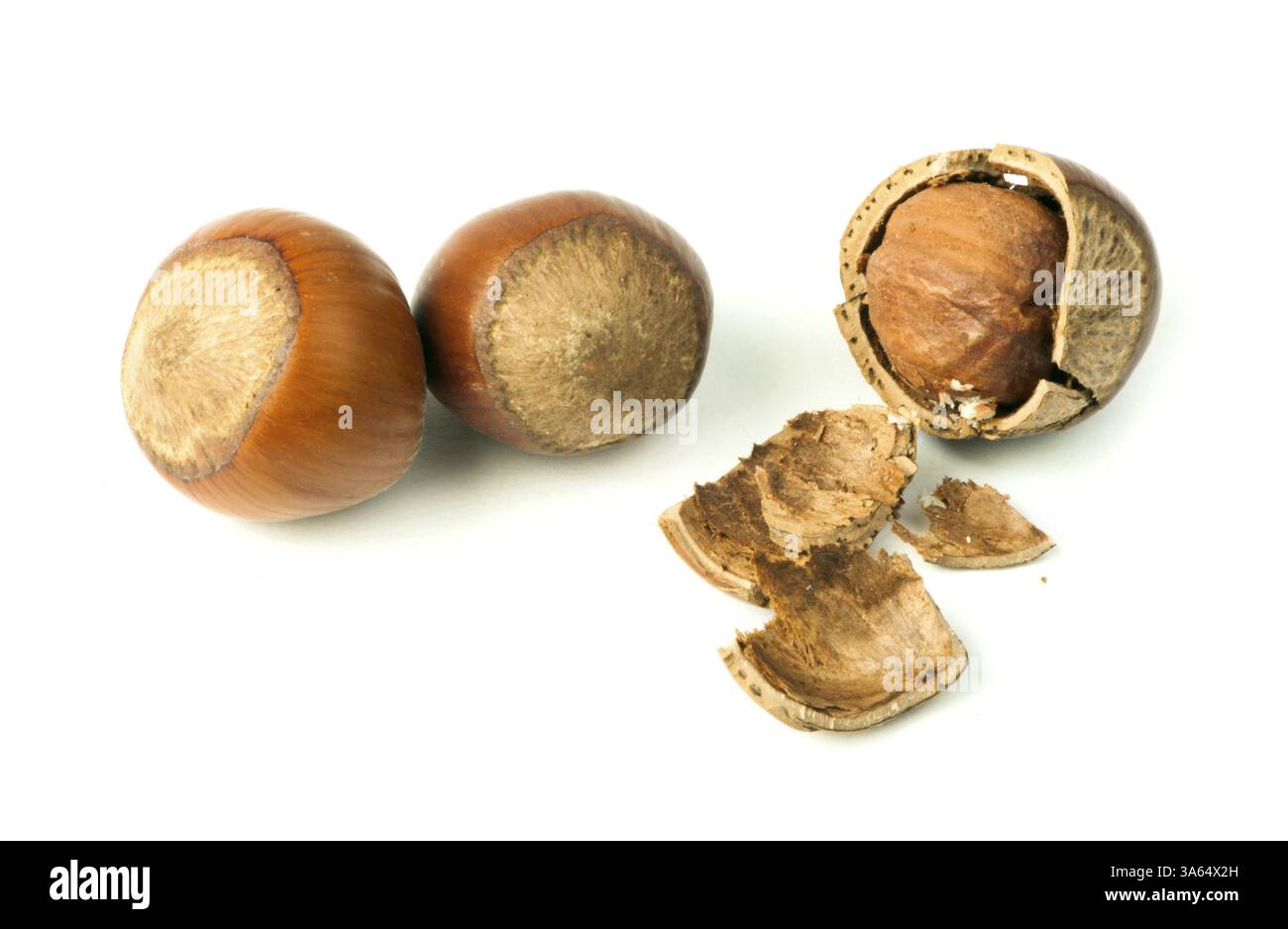 Closeup raw hazelnuts white isolated. One broken hazelnut and other ...