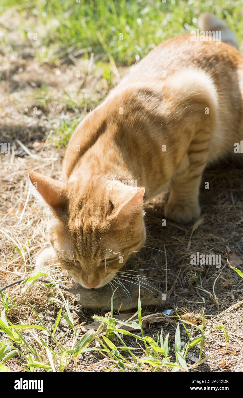 Cat and mouse in garden. Cat catching mouse Stock Photo - Alamy