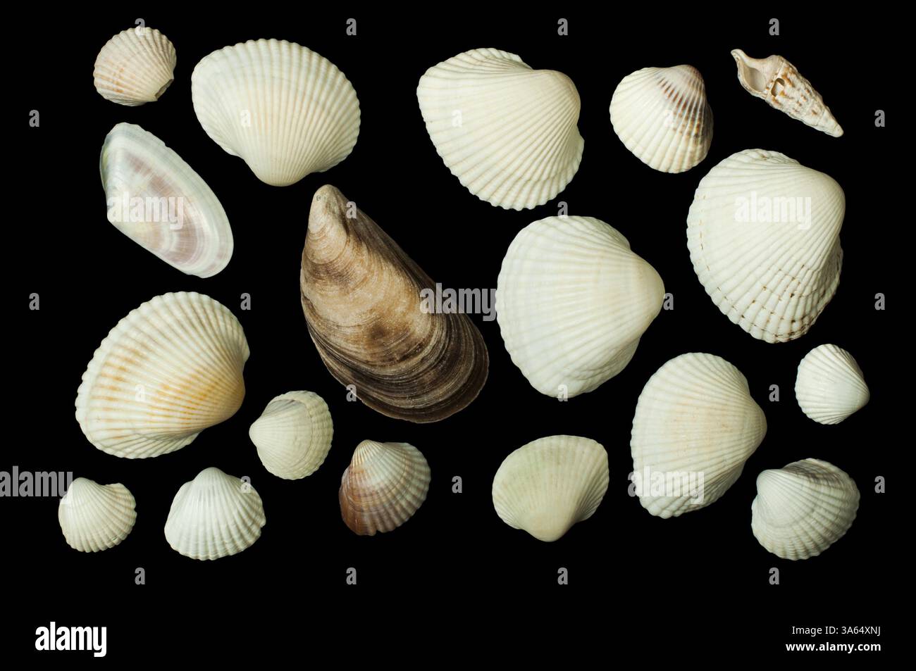 Set of sea â€‹â€‹shells black isolated. Studio shot Stock Photo - Alamy