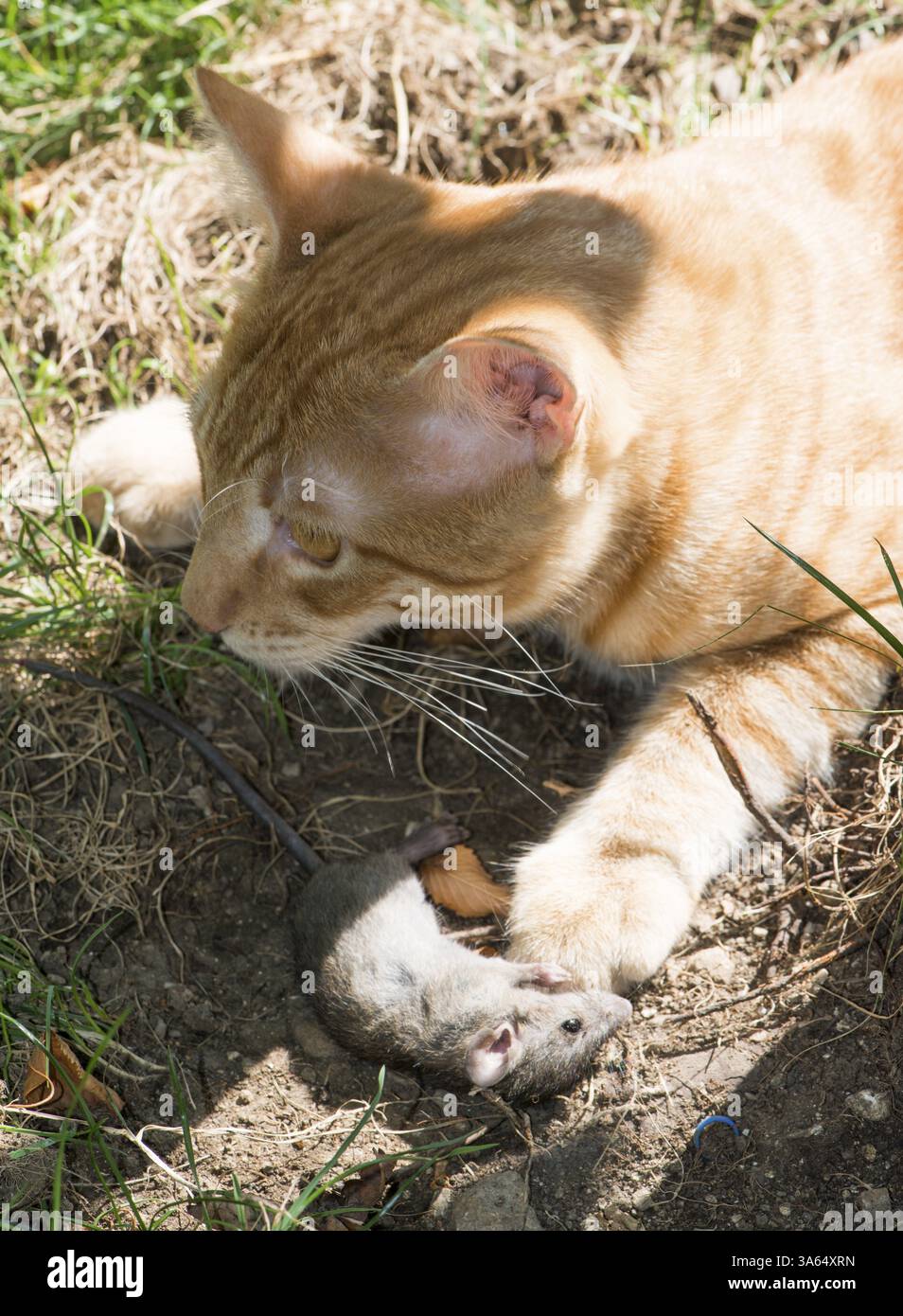 Cat and mouse in garden. Cat catching mouse Stock Photo - Alamy
