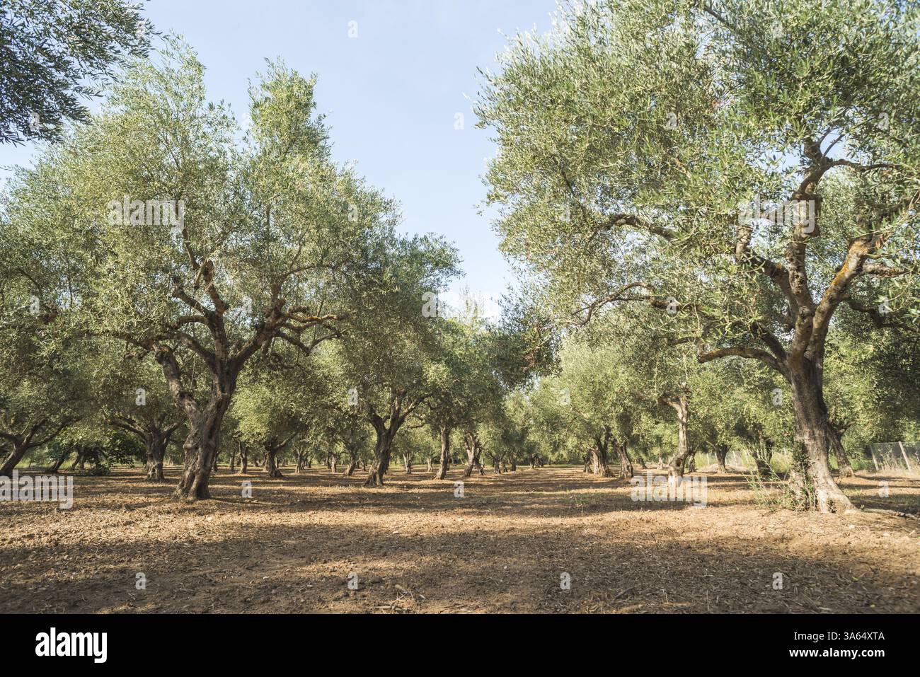 Olive trees in plantation. Agricultural land Stock Photo - Alamy