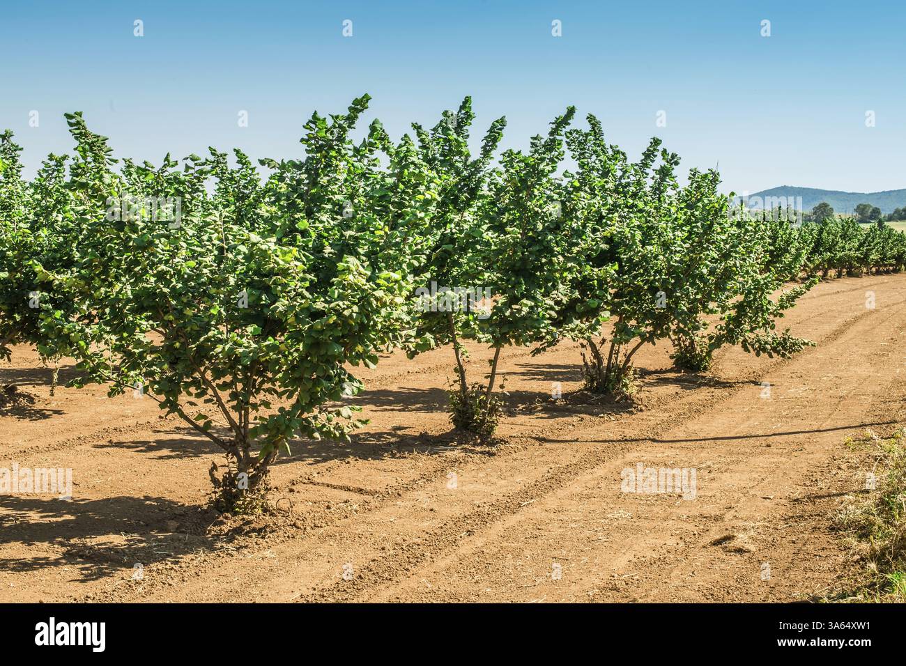 Hazel tree plantation. Summer time Stock Photo - Alamy