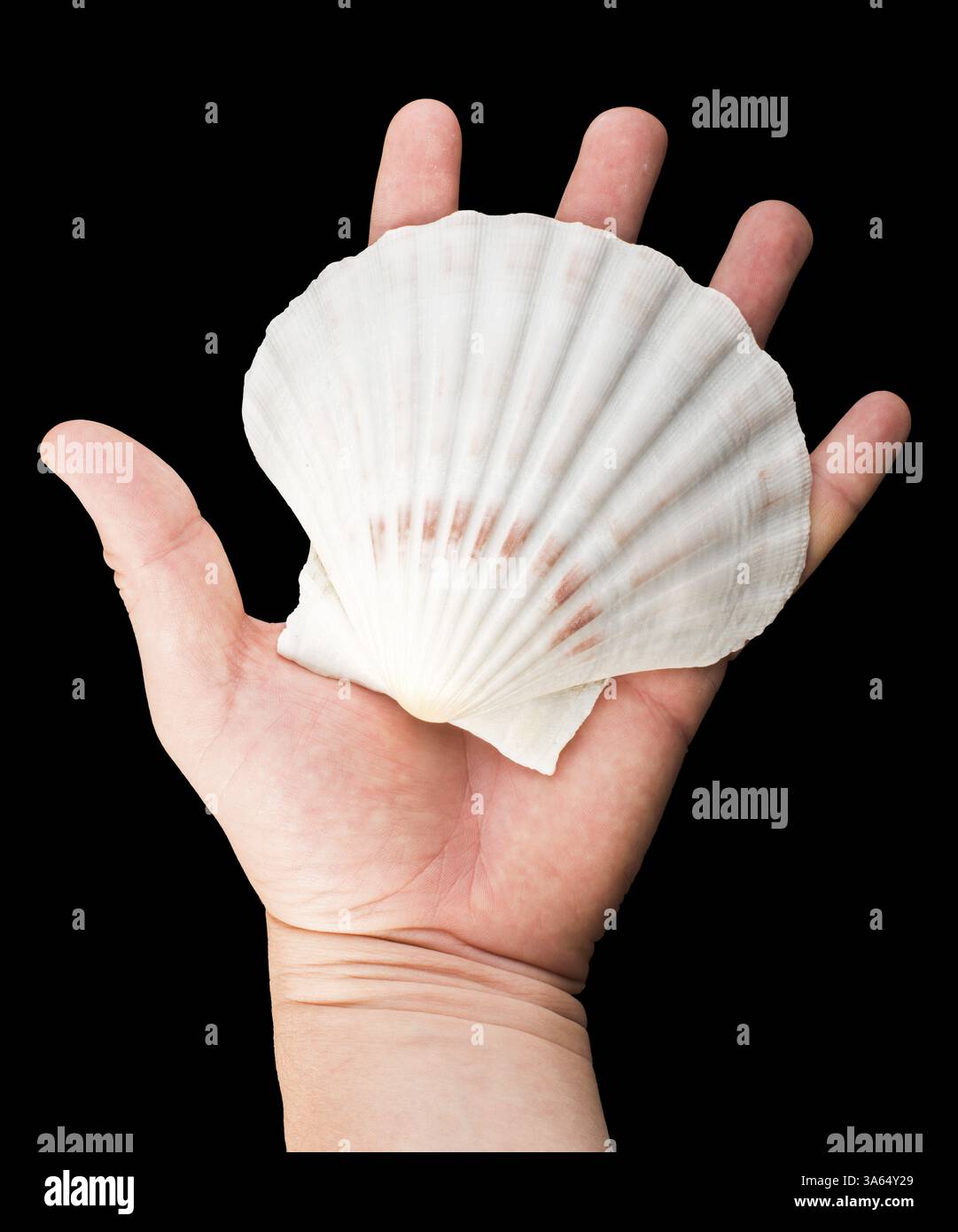 Scallop shell. Black isolated. Hand holding shell Stock Photo - Alamy
