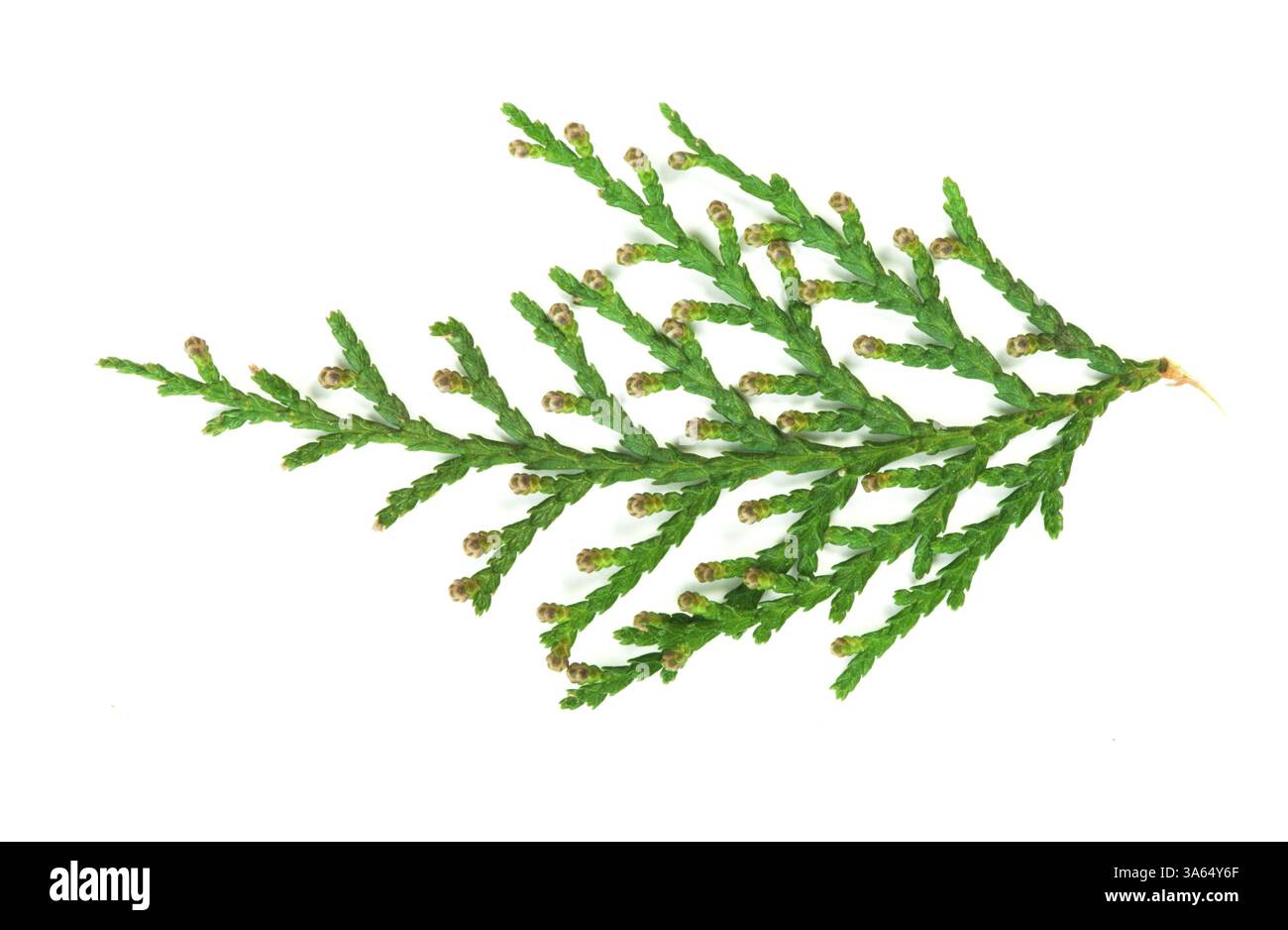 Evergreen branch white isolated. Studio shot Stock Photo - Alamy