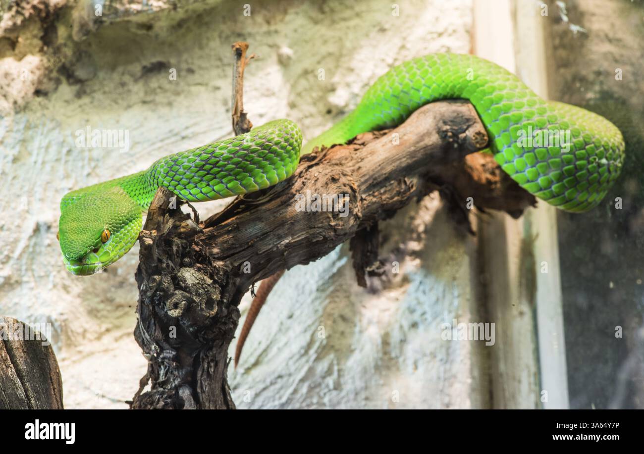 Close up snake on tree hi-res stock photography and images - Alamy