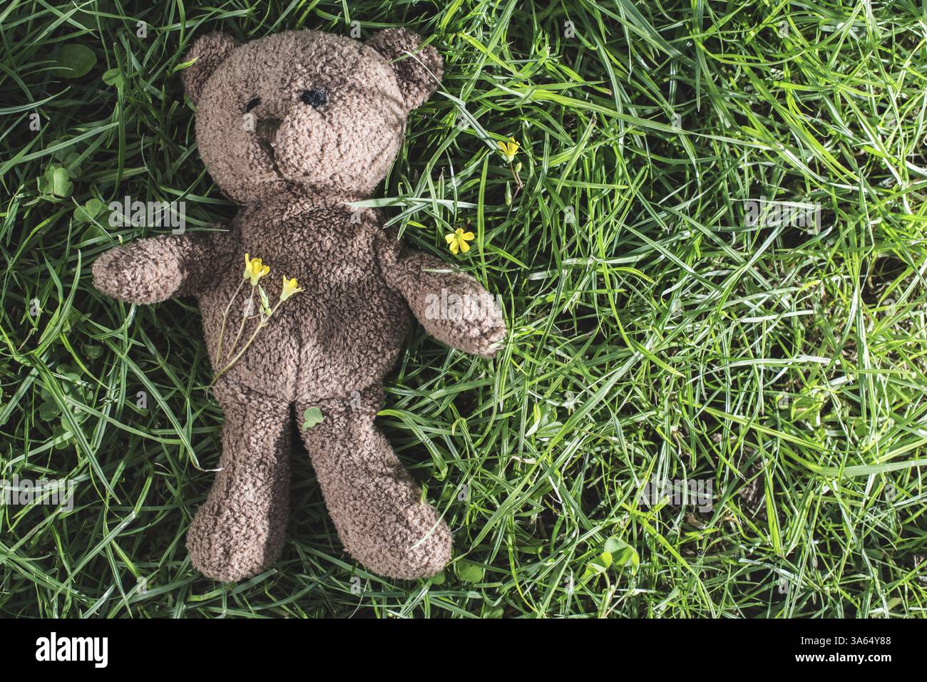 Teddy bear on the grass. Sun light Stock Photo - Alamy