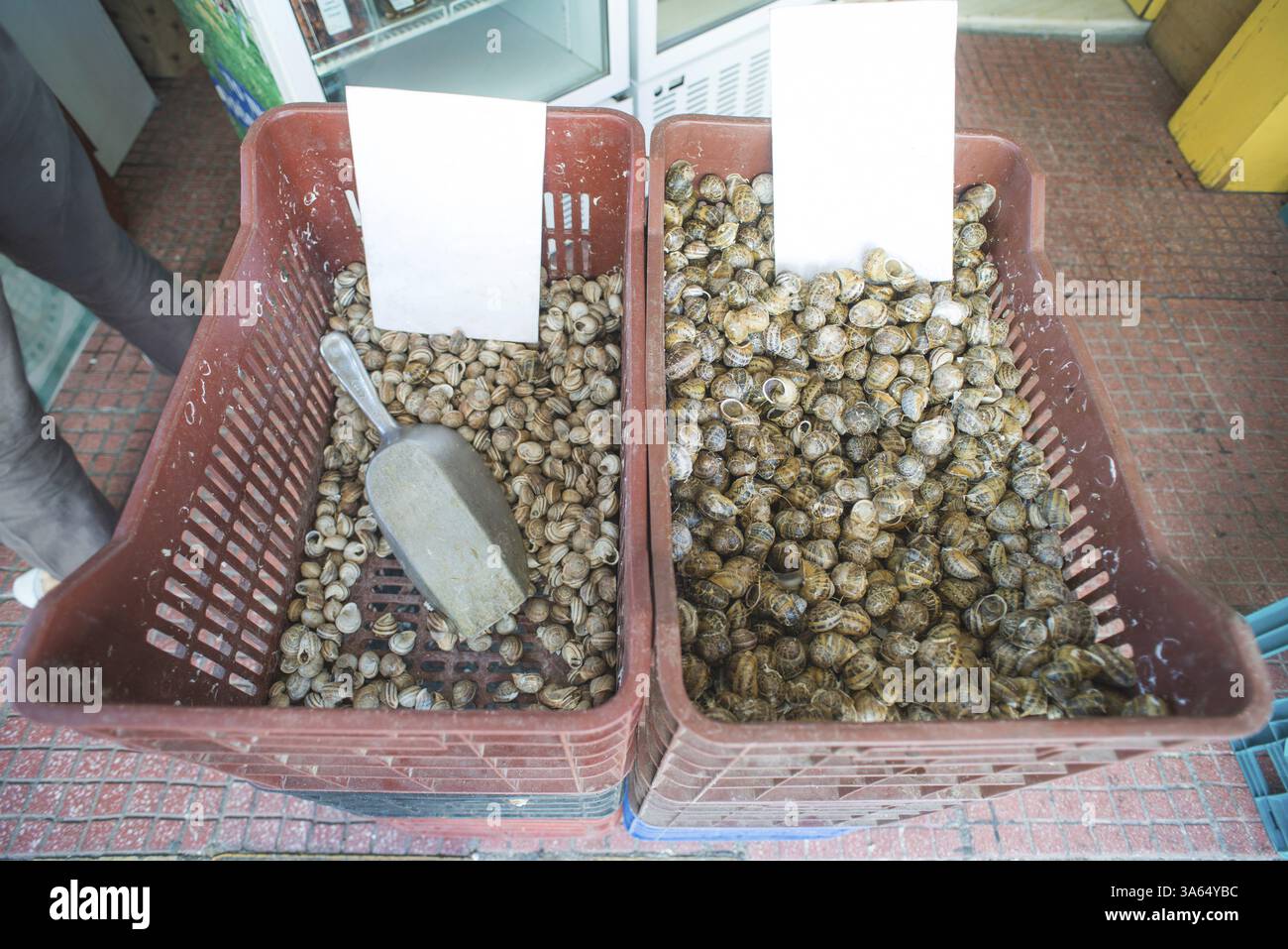 Snails in a crate on the market. Sell snails. Greece, Athens, Piraeus ...