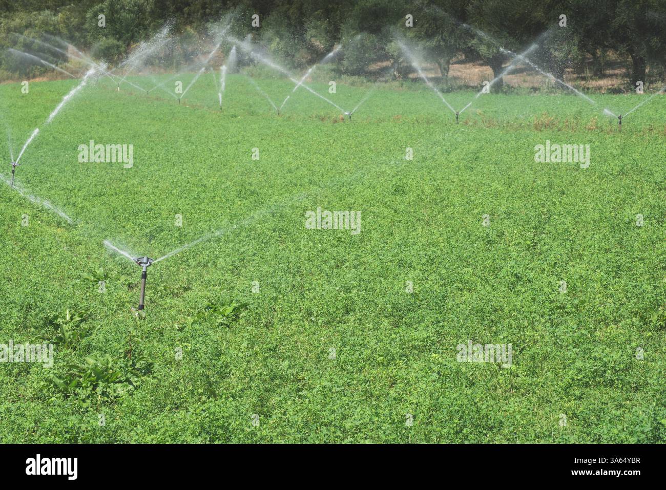 Irrigated with sprinkler systems hi-res stock photography and images ...