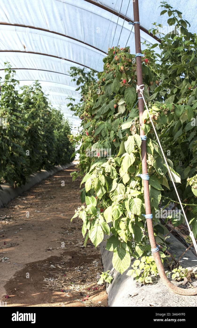 Raspberry plantation in greenhouse Stock Photo - Alamy