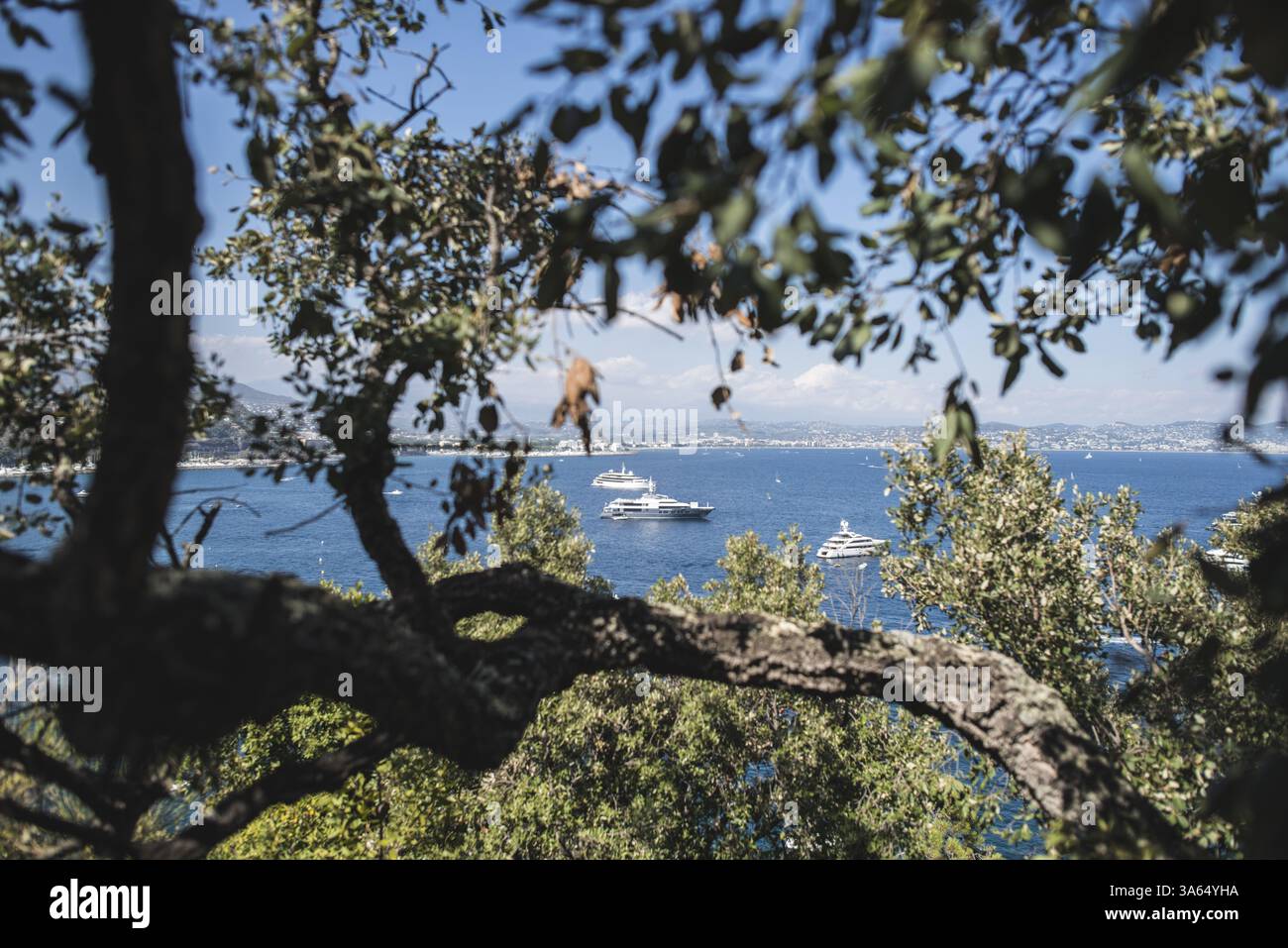 Yachts on the french riviera. View through the branches Stock Photo - Alamy