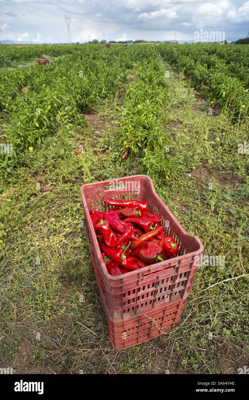 Plants on crates hi-res stock photography and images - Alamy