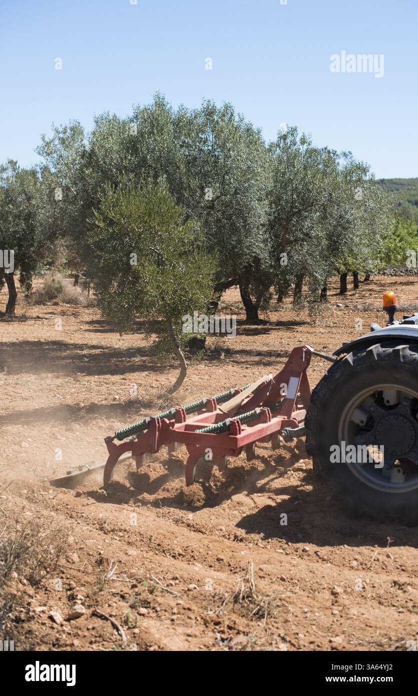 Tractor and olive trees. Plowing the land Stock Photo - Alamy