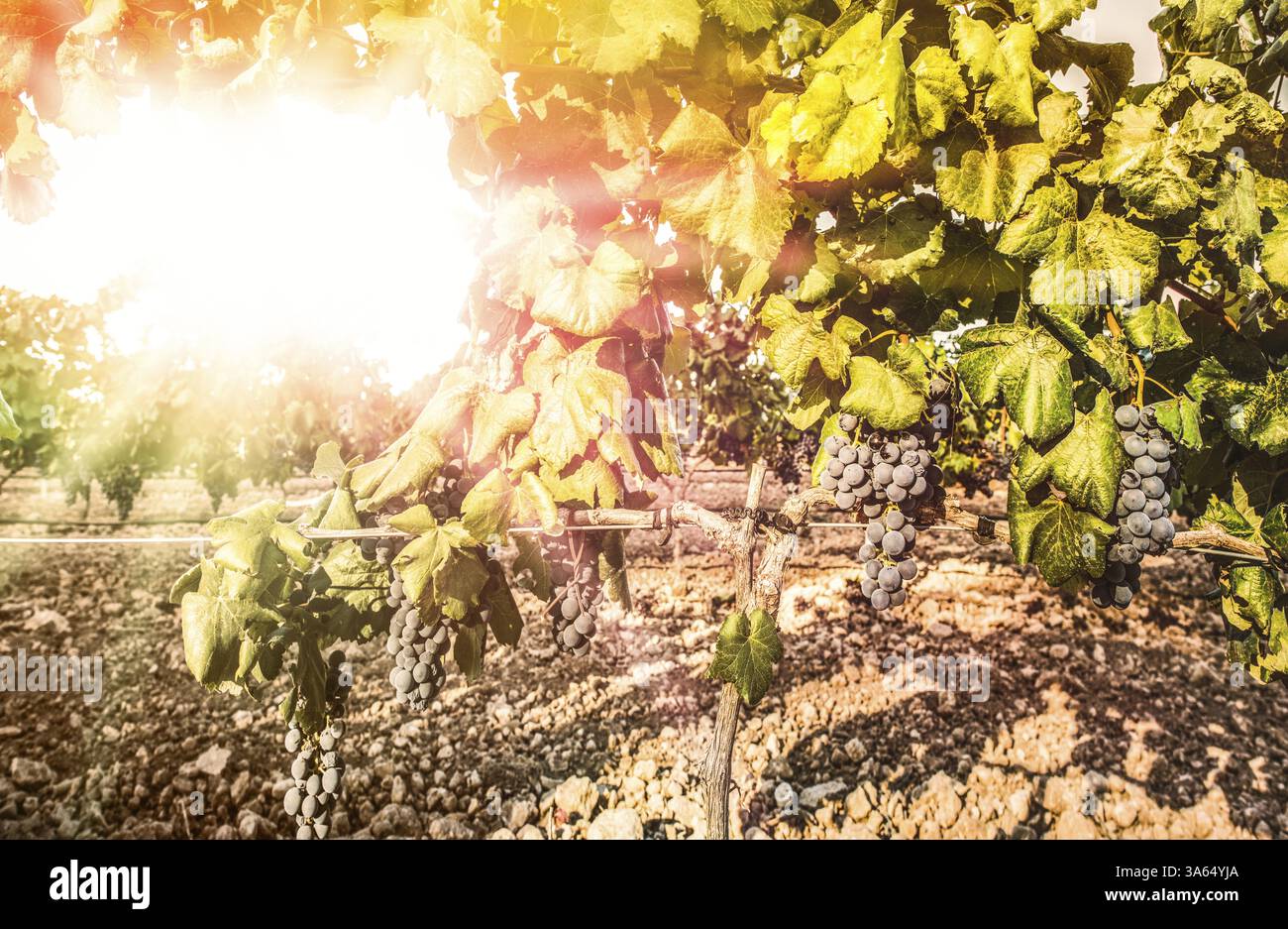 Trauben bei Sonnenuntergang. Gelbe rote Sonnenstrahlen. Backlight Sonne ...