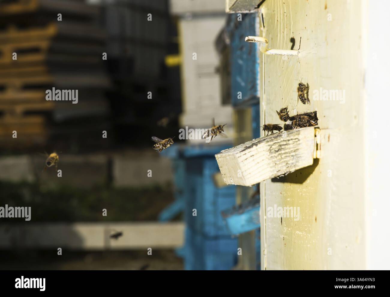 Colony bees on hive hi-res stock photography and images - Alamy