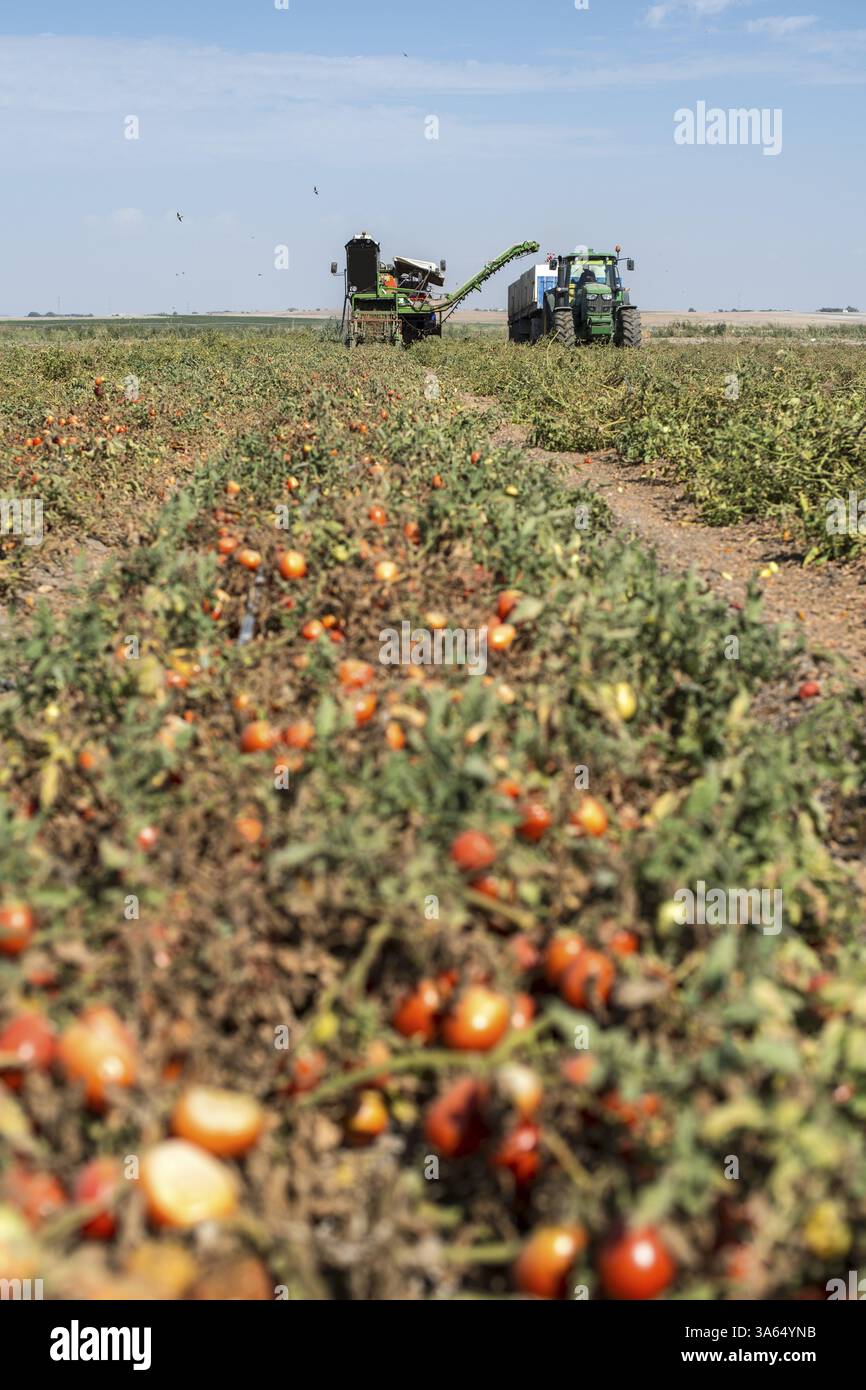 Harvester collects tomatoes in trailer Stock Photo - Alamy